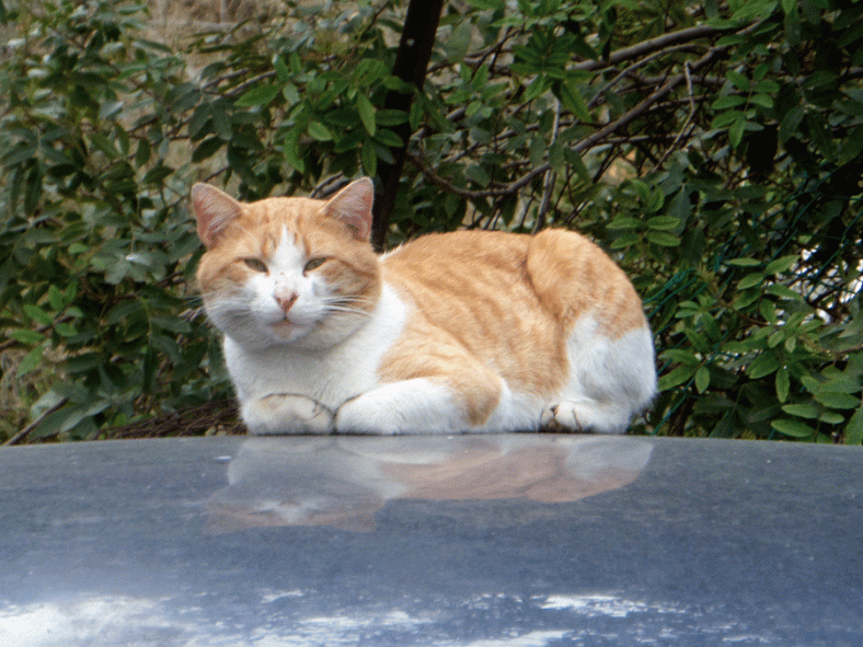 All It’s Cracked Up to Be: Purrfect & Not So Purrfect! – Khana's Web